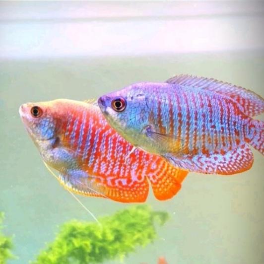 Jual Dekorasi Akuarium isi 5 psng sepat ralis/Alius - Kab. Tulungagung ...