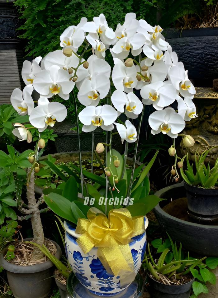 Jual Anggrek bulan dewasa Rangkaian 5 Pohon Warna Putih Pot Keramik ...