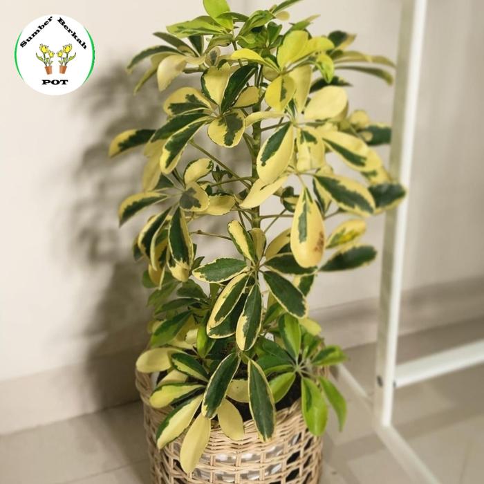 Jual tanaman hias pohon walisongo variegata - umbrella tree - Kota ...