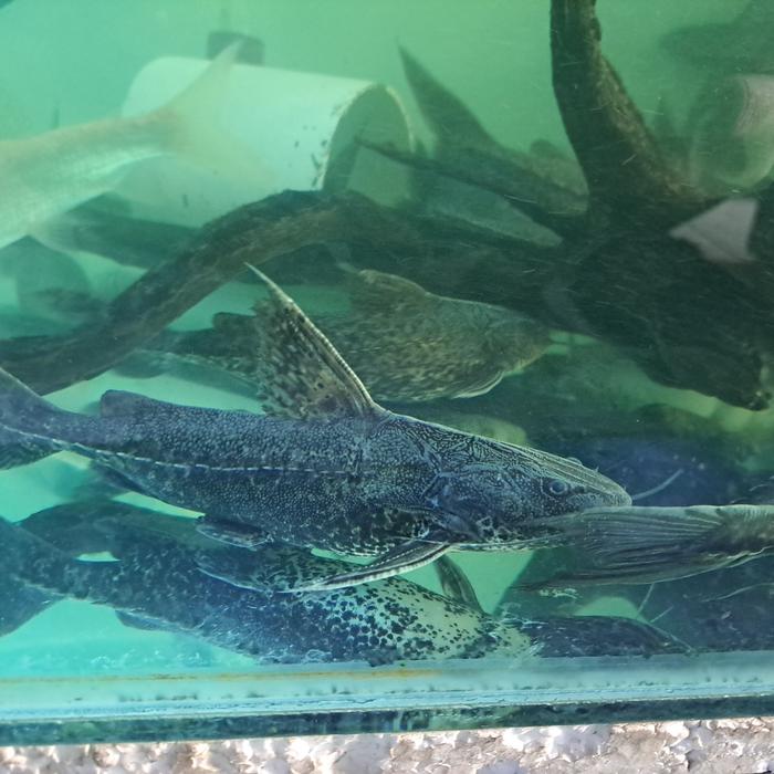 Jual ikan Lele exotic, pterodoras Granulosus - Kota Depok ...