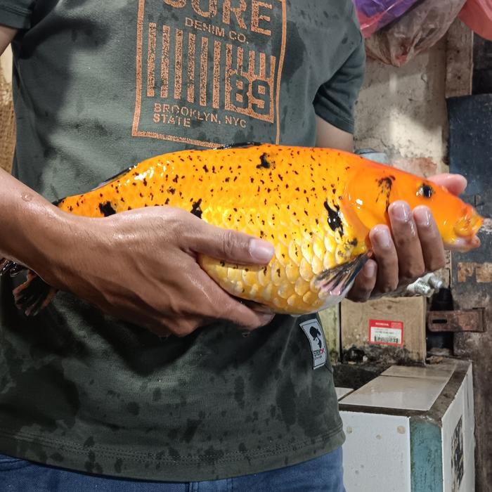 Jual ikan Mas Besar 1kg - Jakarta Selatan - Ikan Segar UD Bersama ...