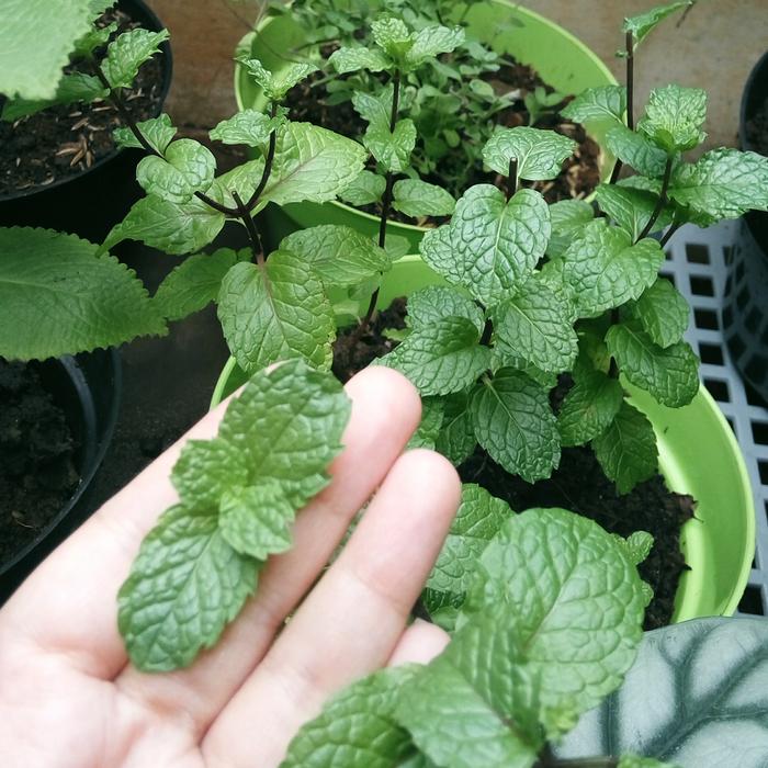 Jual Bibit / Benih Biji Tanaman Herbal Daun Mint Spearmint Isi 100 Biji ...