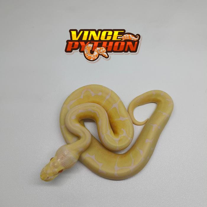 Jual Ball Python M Albino Spider Pastel - Kota Bandung - papathio ...