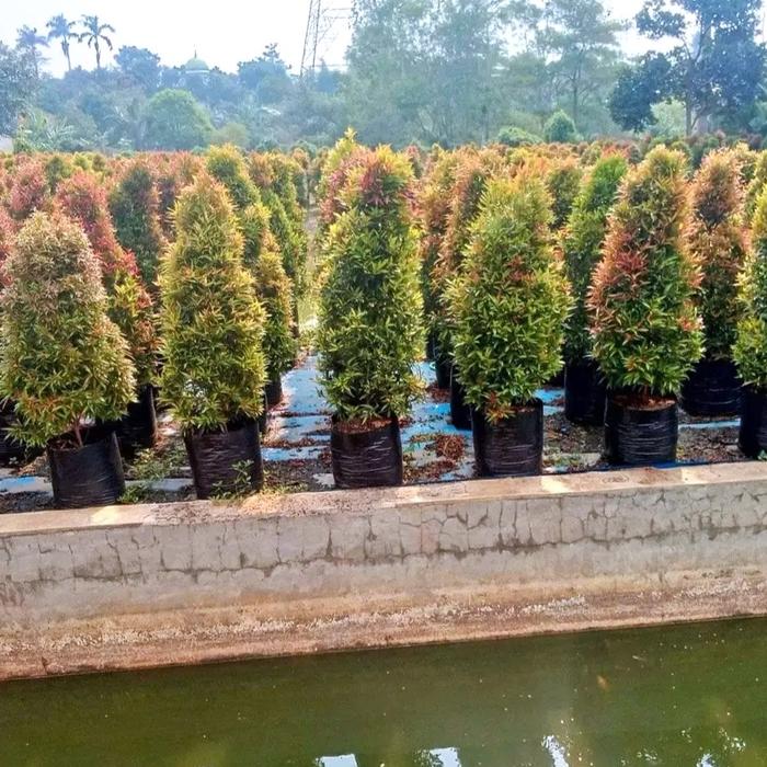Jual tanaman pucuk merah 2 meter - pohon pucuk merah - Kab. Bogor ...