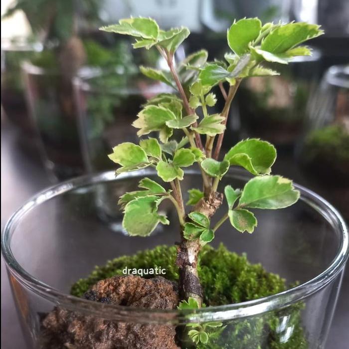 Jual Tanaman Polyscias fruticosa 'Dwarf' Variegata | paludarium ...