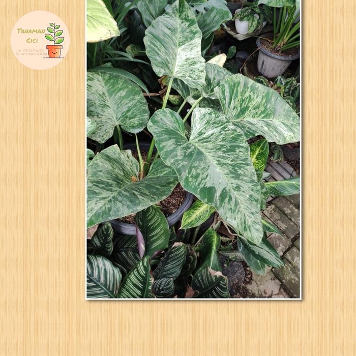Jual philodendron marble variegata besar on pot besar dia 40cm - Kota ...