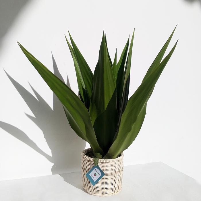 Jual Agave sisalana super besar Tanaman indor Tanaman kantor Tanaman ...
