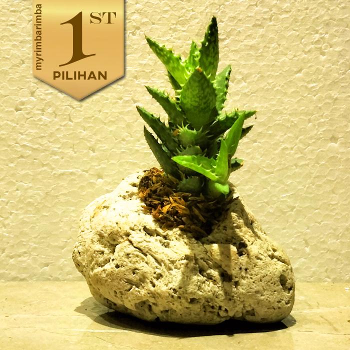 Jual Mini Aloe Vera Pot Batu Pumice Tanaman Hias Sukulen Hiasan ...