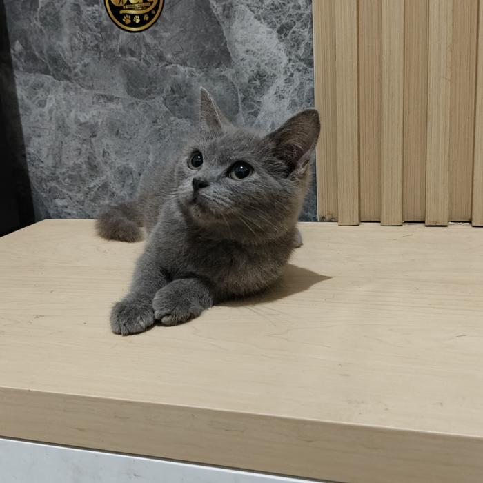 Jual kucing British short hair abu solid lucu bsh kitten - Kota ...