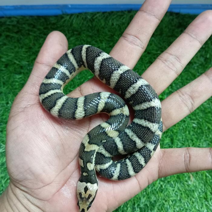 Jual Ular Kadut (ular air) Tidak berbisa, cocok utk display aquarium ...