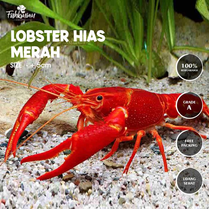 Promo LOBSTER MERAH HIAS AIR TAWAR AQUARIUM AQUASCAPE - Kota Tangerang ...