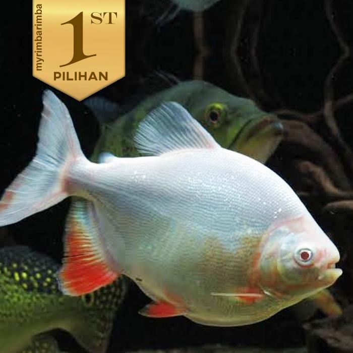 Jual Red Pacu Albino Ikan Hias Predator Hiasan Aquarium Tanaman ...