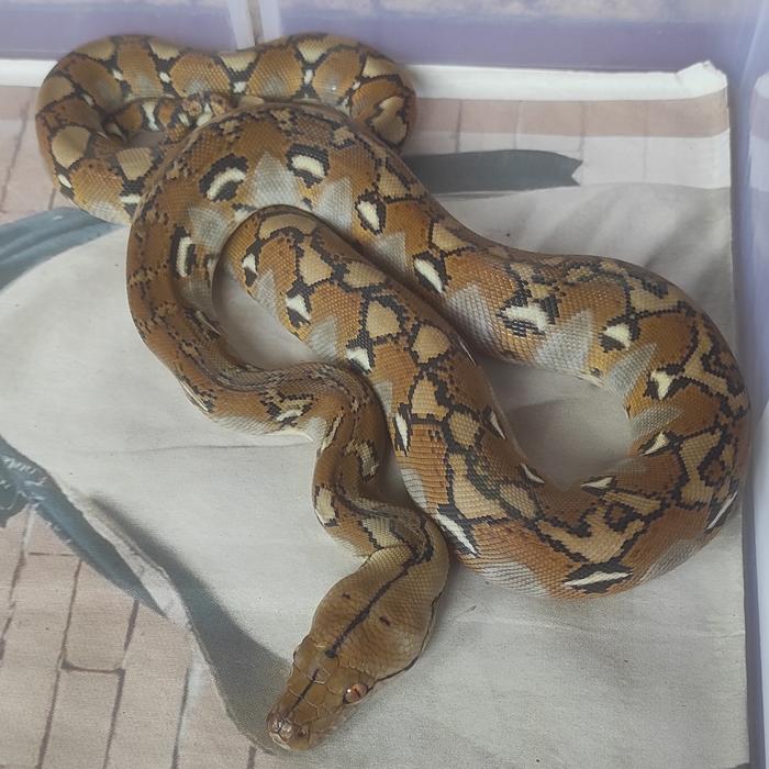 Jual Reticulatus Normal Double Het Anthrax Albino Pair / Retic ...