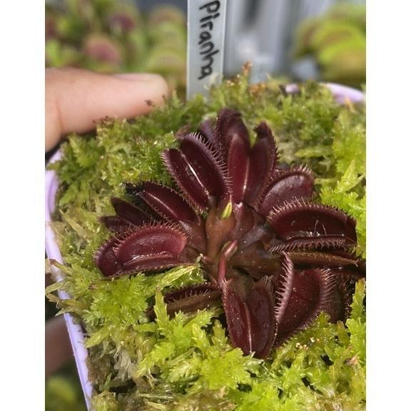 Jual Venus Flytrap Jenis Merah (Maroon Monster, Red Piranha dan Red Dragon - 4 Cm - Jakarta ...