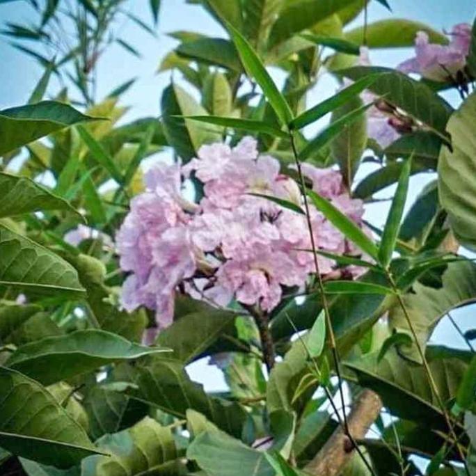 Jual TANAMAN HIAS TABEBUYA BERBAGAI MACAM WARNA BUNGA - Merah Muda ...