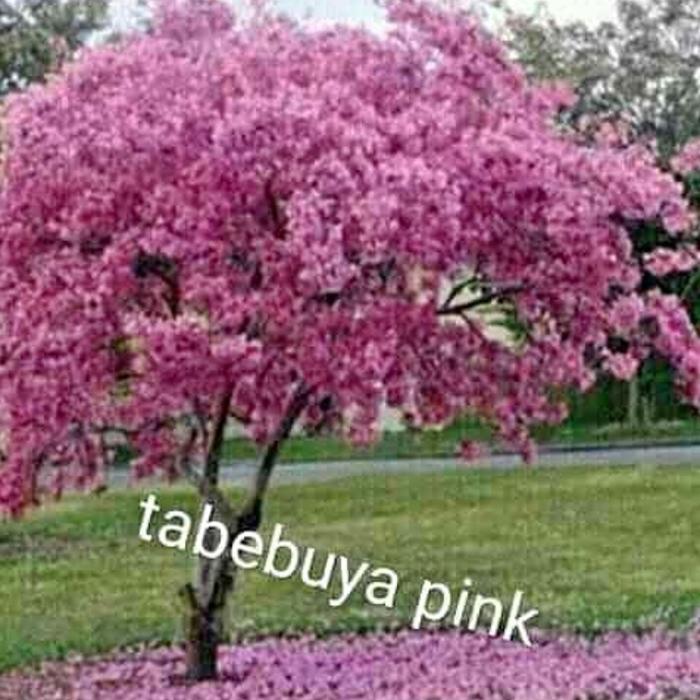 Jual TANAMAN HIAS TABEBUYA BERBAGAI MACAM WARNA BUNGA - Merah Muda ...