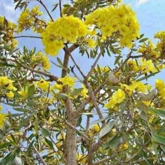 Jual TANAMAN HIAS TABEBUYA BERBAGAI MACAM WARNA BUNGA - Merah Muda ...