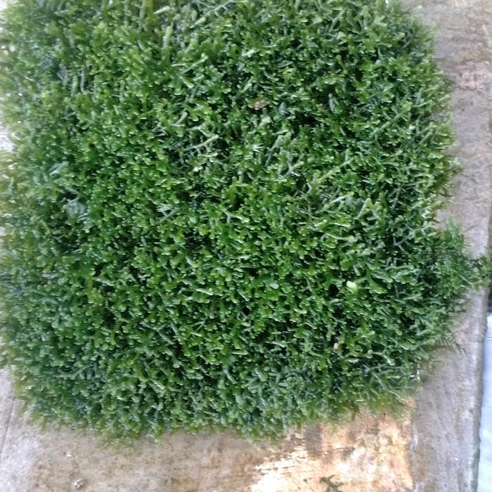Jual moss ricardia lempeng ukuran 8x8 tanaman aquascape aquarium - Kab ...
