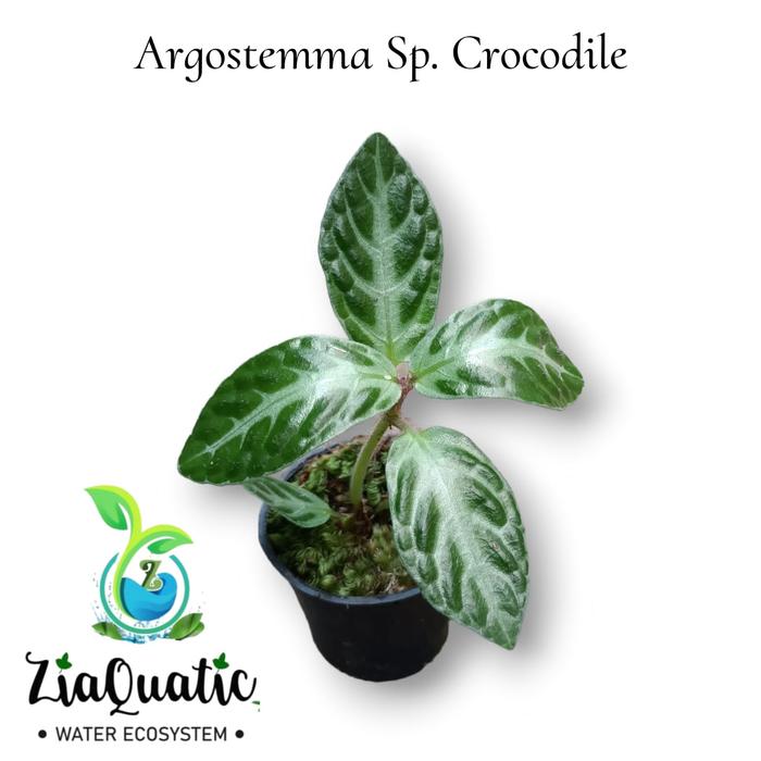 Promo Argostemma Sp. Crocodile - Tanaman Paludarium Terrarium ...