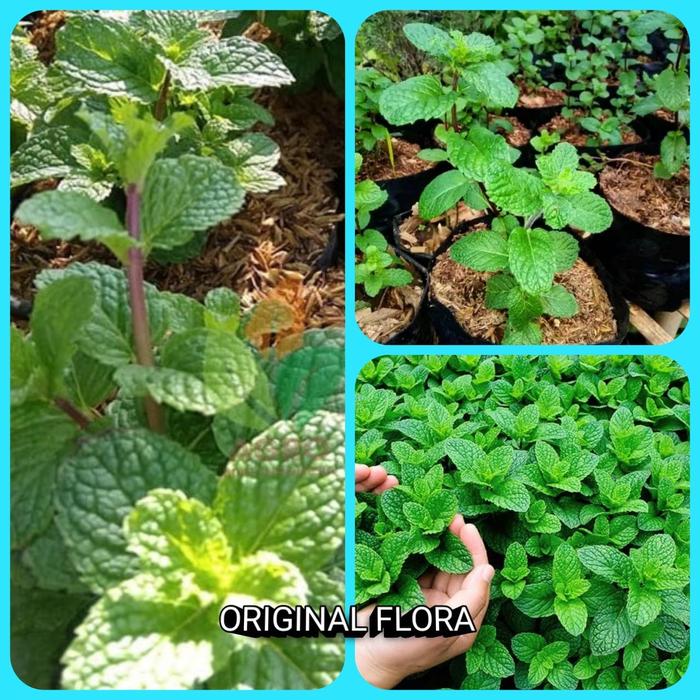 Jual Bibit Tanaman Mint Bibit Daun Mint Bibit Peppermint Pohon Mint ...