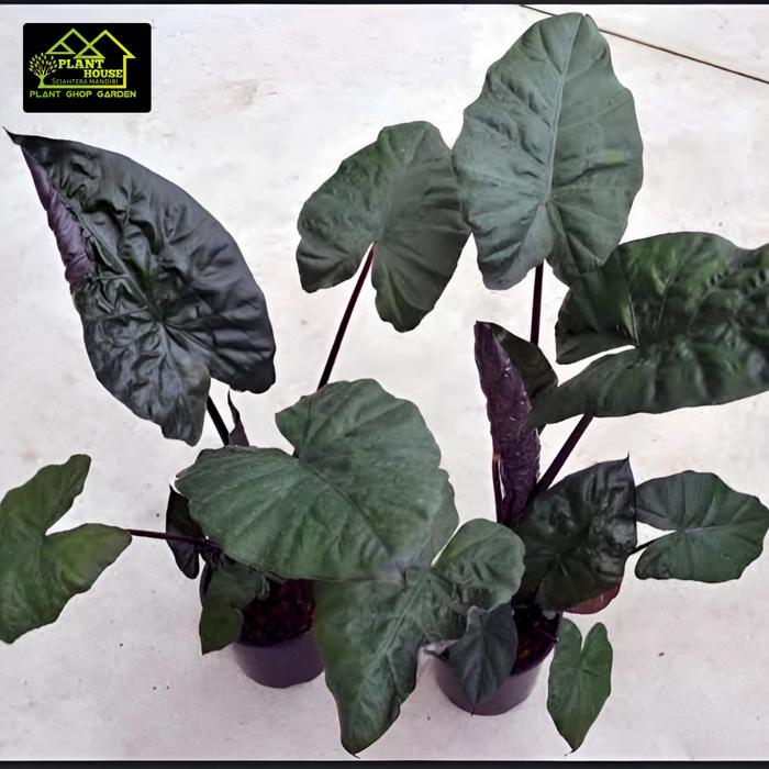 Jual Tanaman hias keladi Sente Hitam/talas hitam/Lompong/Talas Wulung ...