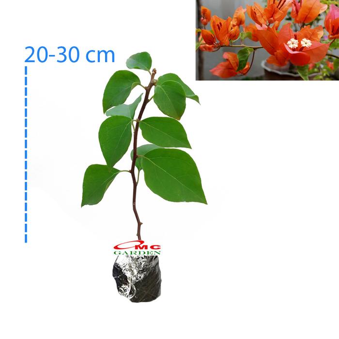 Jual Bibit Pohon Tanaman Hias Bugenvil Bogenvil Bunga Kembang Kertas ...