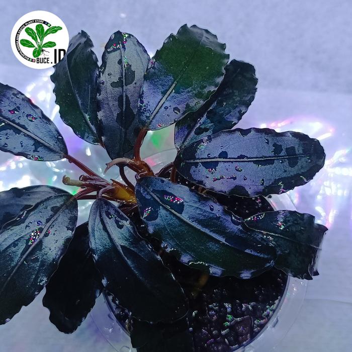 Jual bucephalandra blackcurrent - Kab. Sekadau - Buce.ID | Tokopedia
