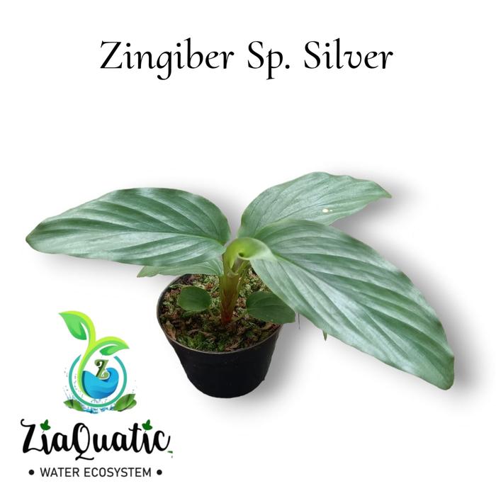 Jual Zingiber Sp Silver - Tanaman Hias Paludarium Terrarium Jungleplant ...