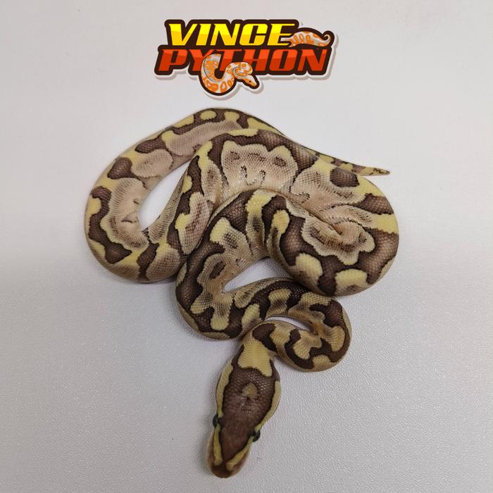 Jual Ball Python F Bamboo Enchi het Clown 2 - Kota Bandung - papathio ...