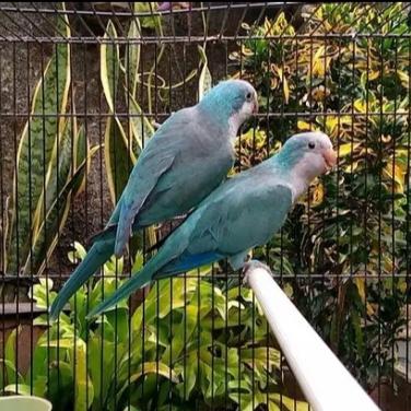 Jual Burung Parrot Monk Parakeet Blue Pair - Jakarta Timur - Rull ...