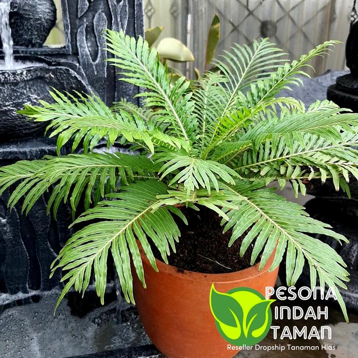 Jual Tanaman hias pakis jibum pakis jibung blechnum gibbum - tanaman ...