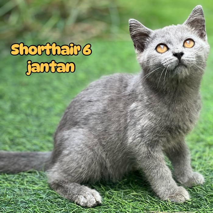 Jual Anak kucing bulu pendek muka bulat jantan - Kab. Bogor - ADOPSI ...