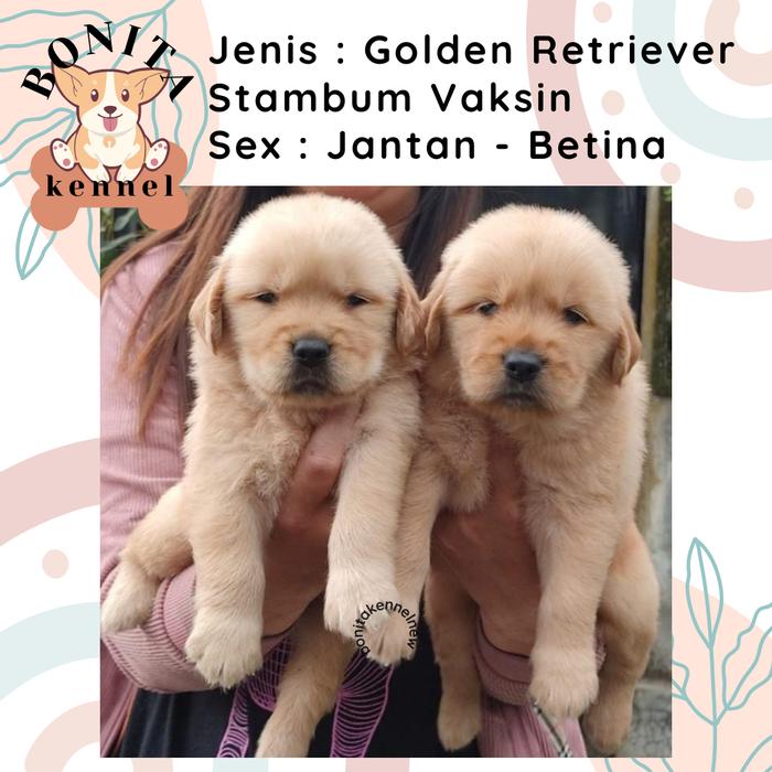 Jual Golden Retriever Anak Anjing Golden Stambum Jantan Betina - Kota ...
