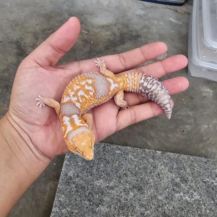 Jual AFT / african fat tailed WO Amel - Jakarta Selatan - Gecko glider ...