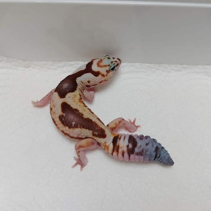 Jual AFT / Afeican Fat Tailed WO Zulu - Jakarta Selatan - Gecko glider ...