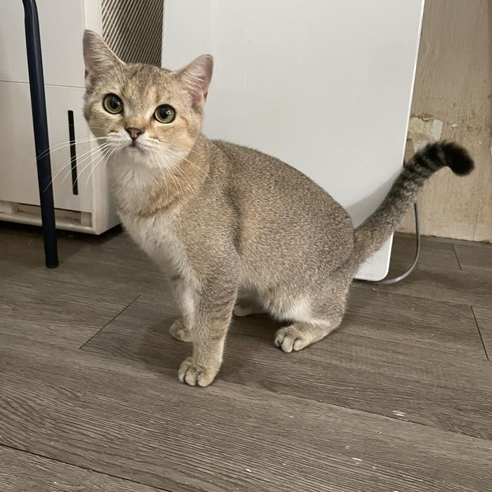 Jual kucing british shorthair / kucing BSH / british short hair ...