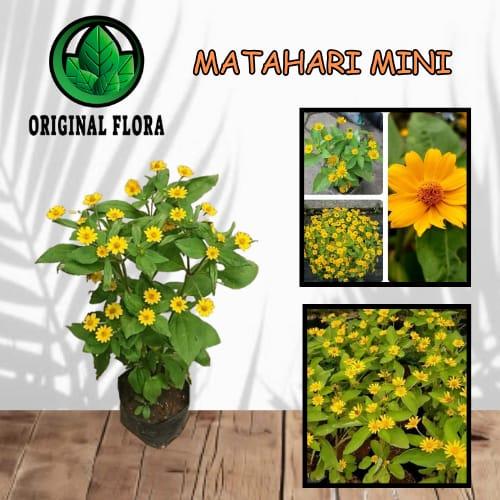 Jual Tanaman Hias Bunga Matahari Mini Butter Daisy - Kota Bekasi ...