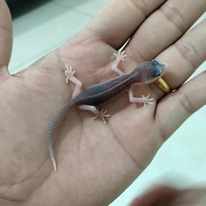 Jual Leopard Gecko Baby Super Snow Eclipse / Pied Last Stok - Kab ...