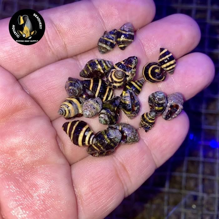 Jual Keong tawon air laut / bumblebee snail (pembasmi vermetid worm ...