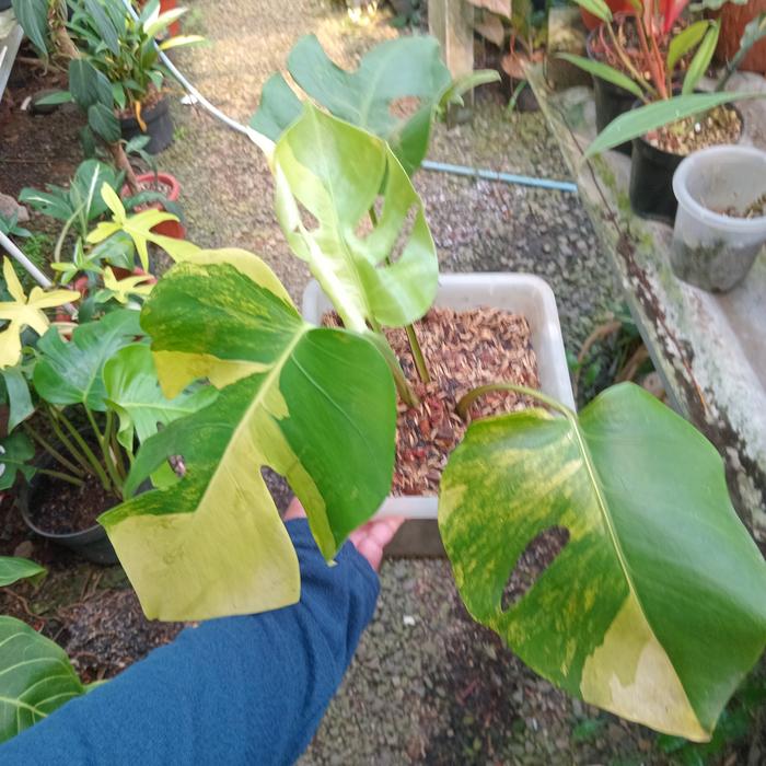Jual Monstera Marmorata Original Variegata Mewah Real Pic Ekonomis ...
