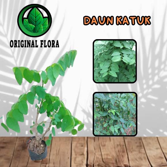 Jual Bibit Daun Katuk Bibit Katuk Pohon Katuk Memperbanyak Air Susu Ibu ...