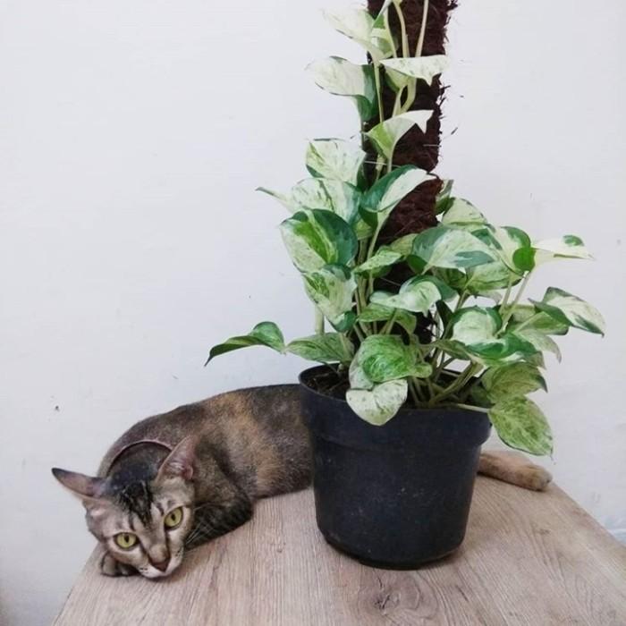 Jual TANAMAN HIAS EPIPREMNUN MANJULA RIMBUN CANTIK + POT PUTI DAN TURUS ...