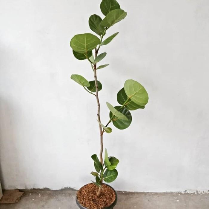 Jual TANAMAN HIAS COCOLOBA / KETAPANG LAUT / DAUN BULAT + POT PUTIH ...