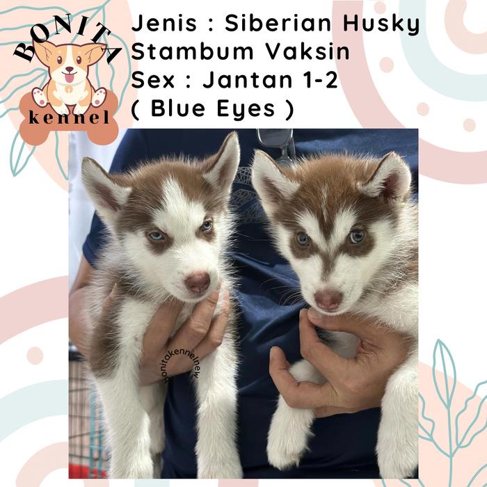 Jual Siberian Husky Stambum Blue Eyes Jantan Betina Anak Anjing Husky ...
