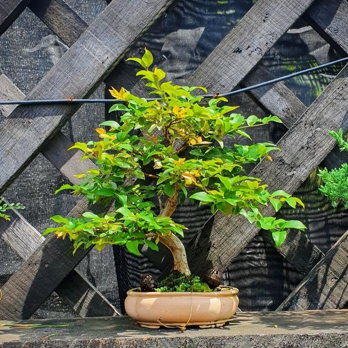 Jual Bonsai Mame Anggur Brazil Bonsai Buah Siap Pajang berkarakter ...
