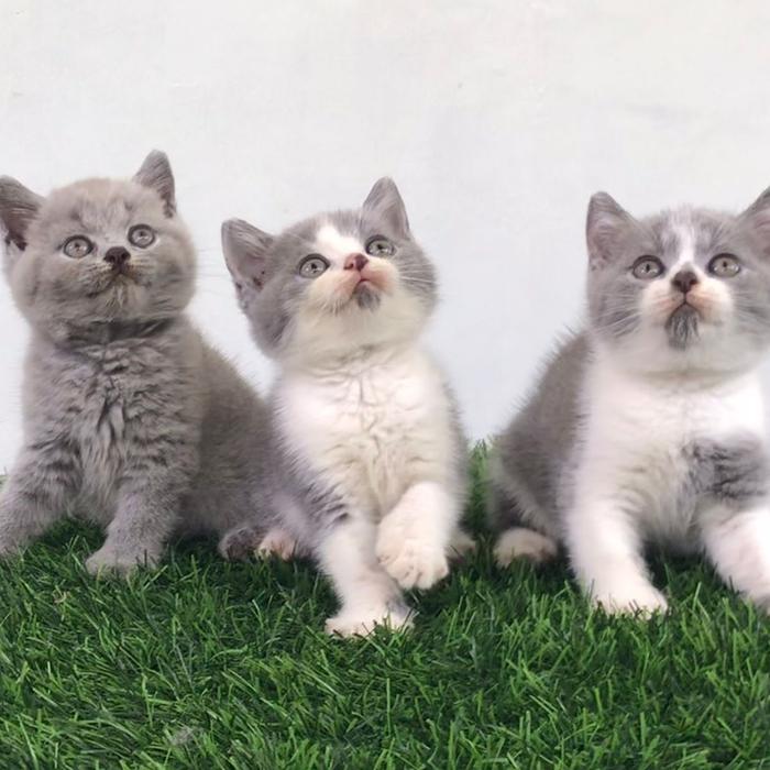 Jual kucing british shorthair nonoed line ped 2,5 bulan - Kota Bandung ...