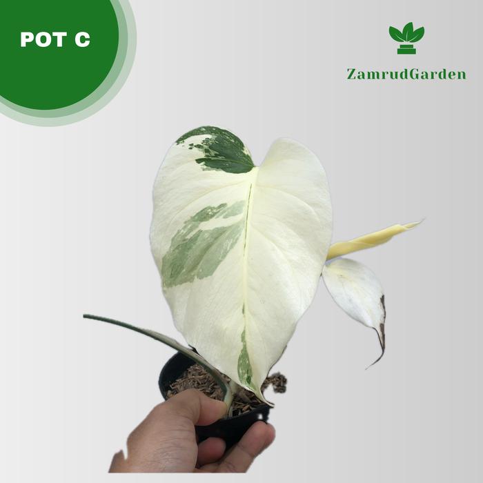 Jual Monstera variegata albo var variegated monvar sedaun tunas ...