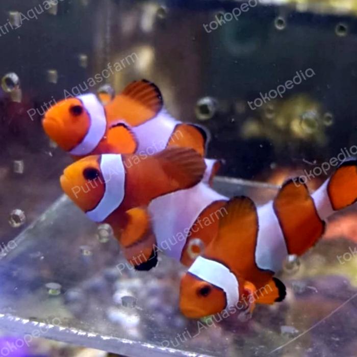 Jual ikan nemo air tawar / ikan nemo badut aquascape - Kab. Bogor ...
