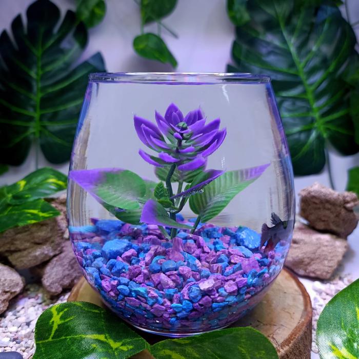 Jual Akuarium / Aquarium Mini Full Set Gratis Ikan Cupang Dekorasi ...