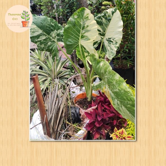 Jual Tanaman Sente variegata besar ready surabaya - Kota Surabaya ...